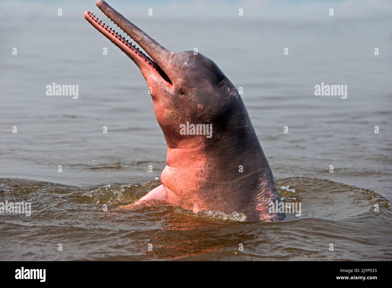 Amazon River Dolphin, Pink River Dolphin or Boto (Inia geoffrensis ...