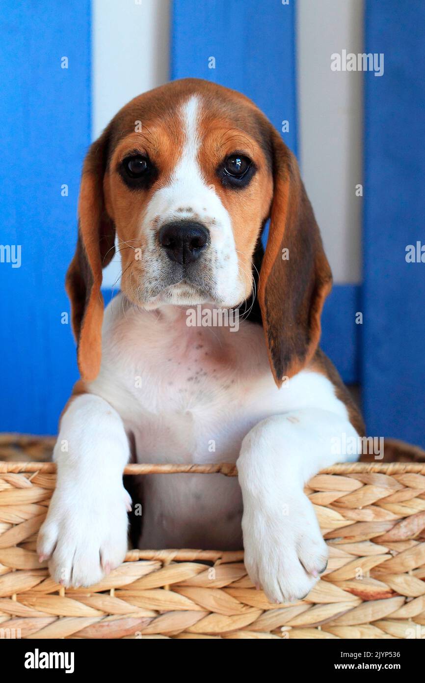 Do All Beagles Have Long Ears