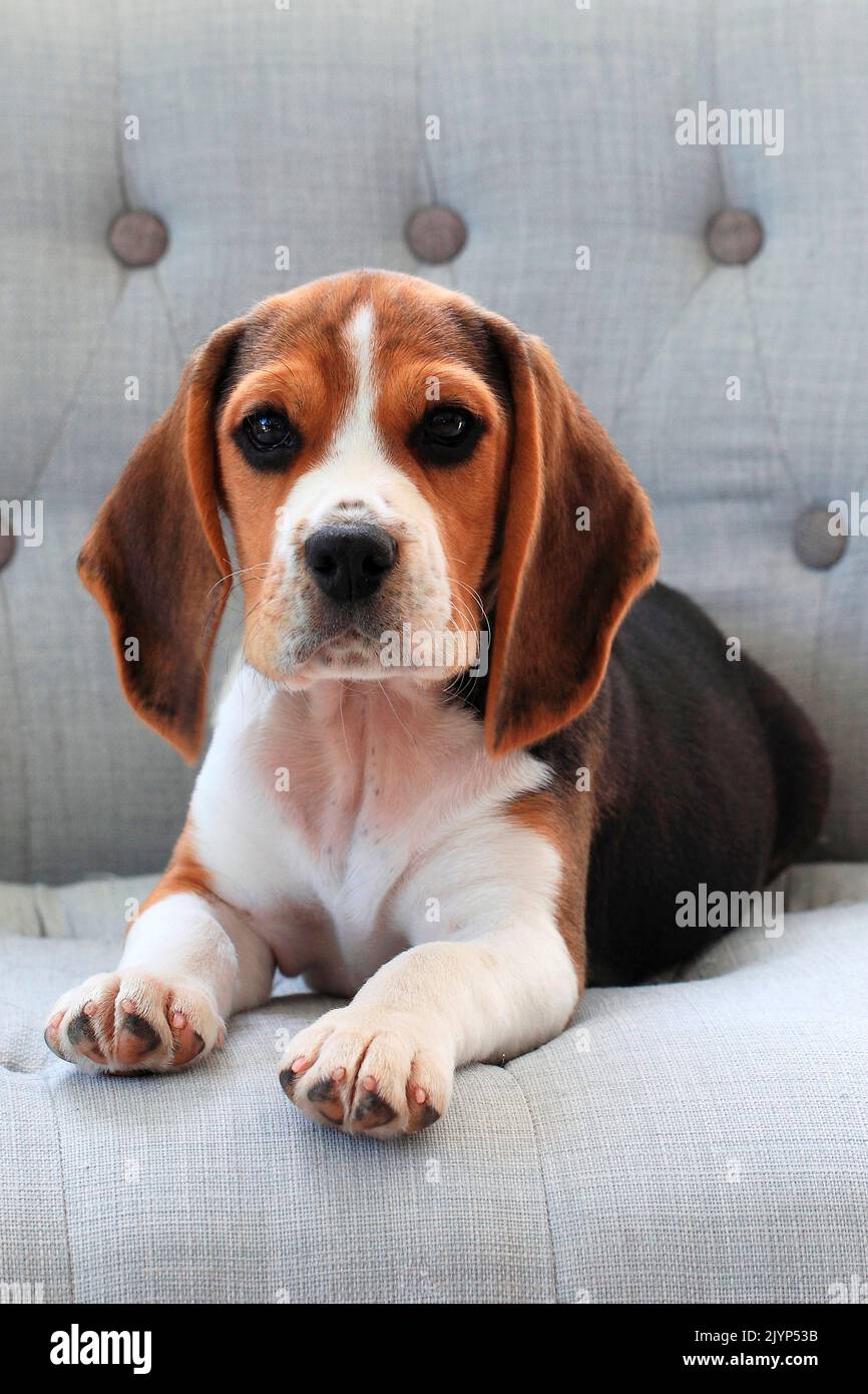 Beagle puppy lying on a couch Stock Photo - Alamy