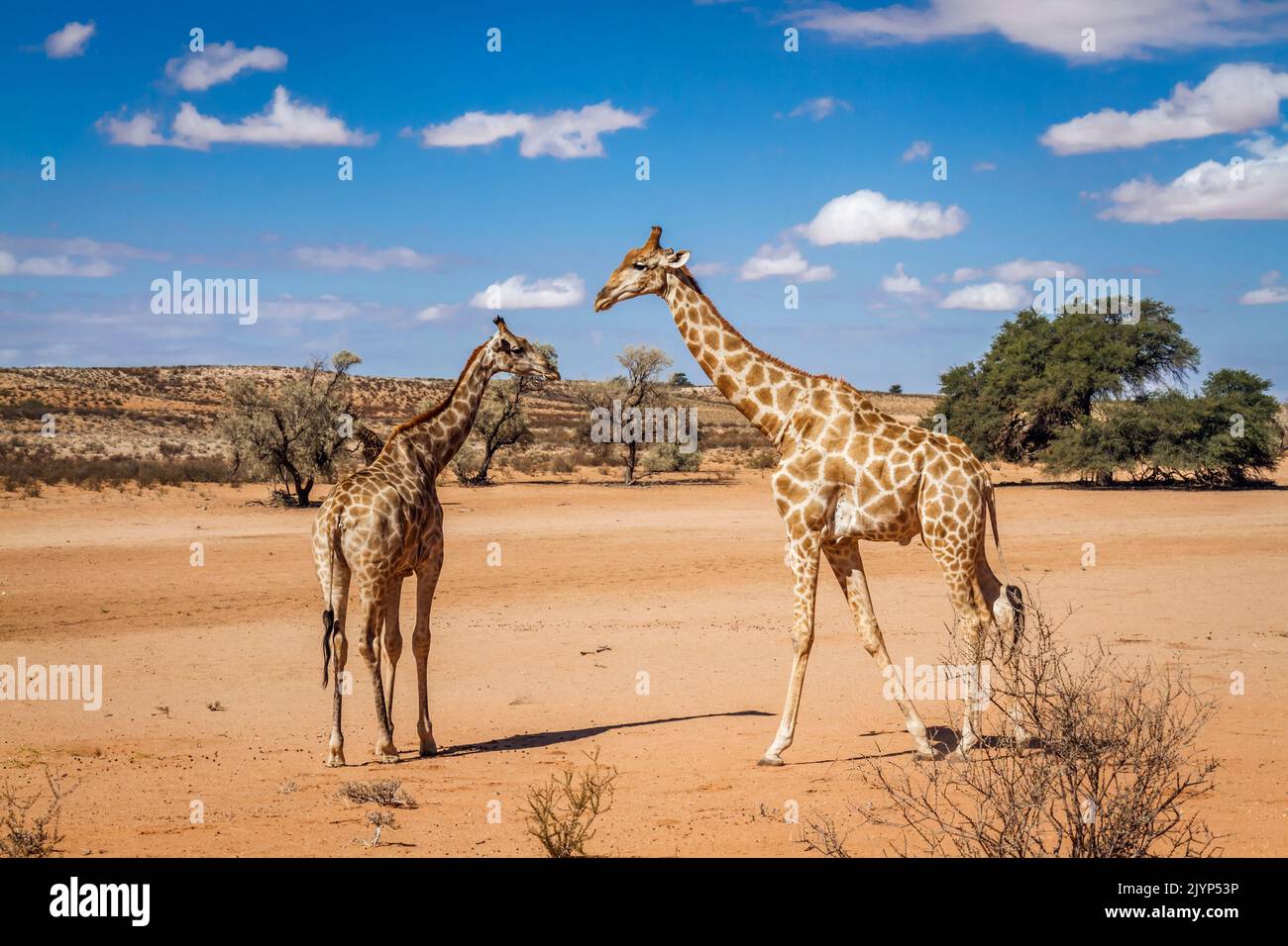 Giraffe (Giraffa camelopardalis) mother and cub in desert land in ...