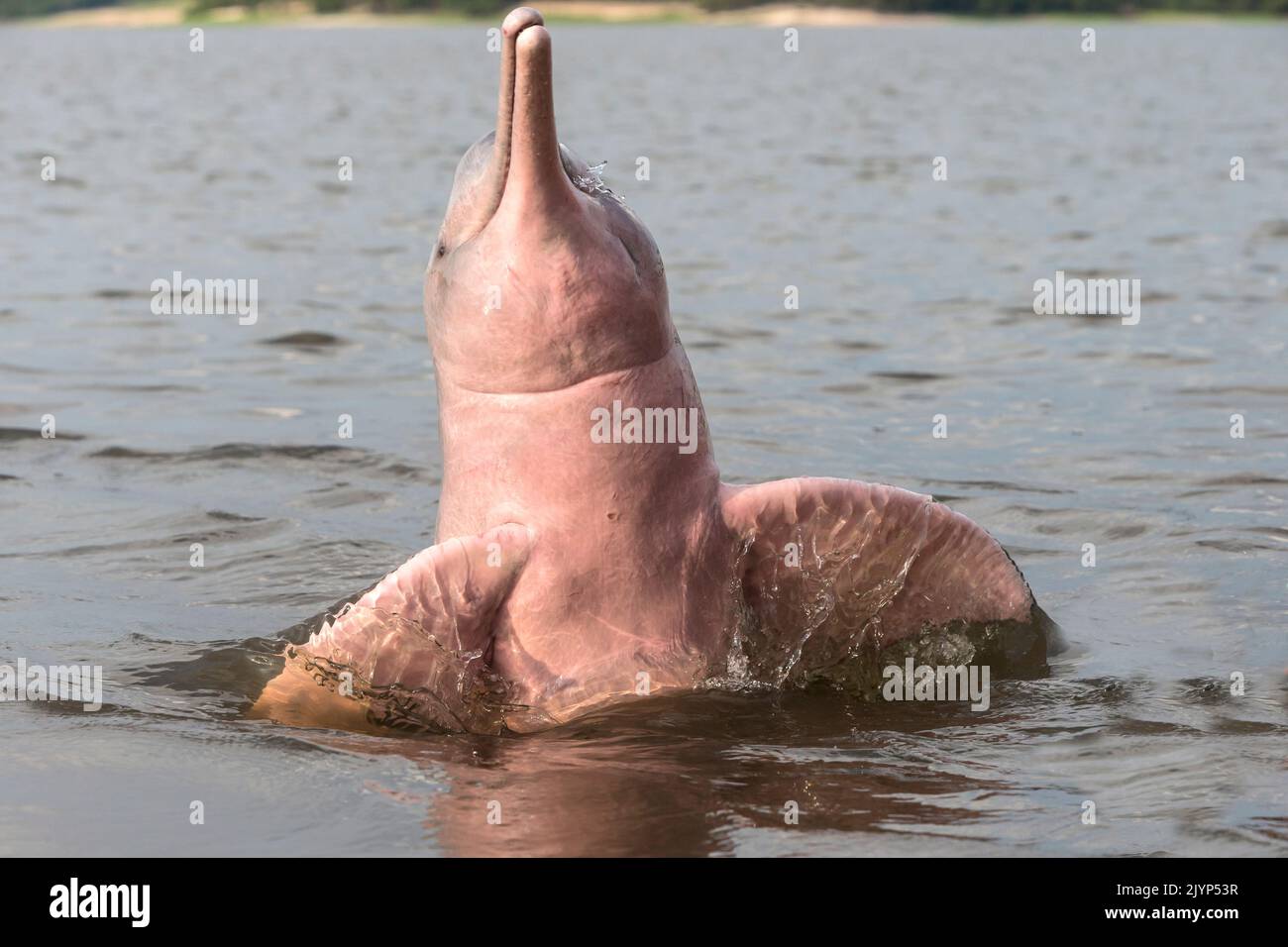 Amazon River Dolphin, Pink River Dolphin or Boto (Inia geoffrensis ...
