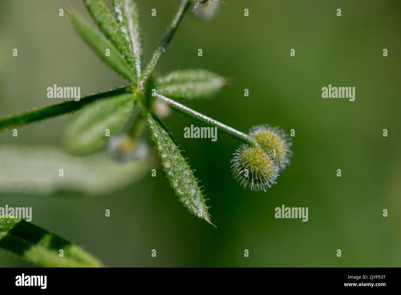 Cleavers (Galium aparine) sticky seeds, Gard, France Stock Photo - Alamy