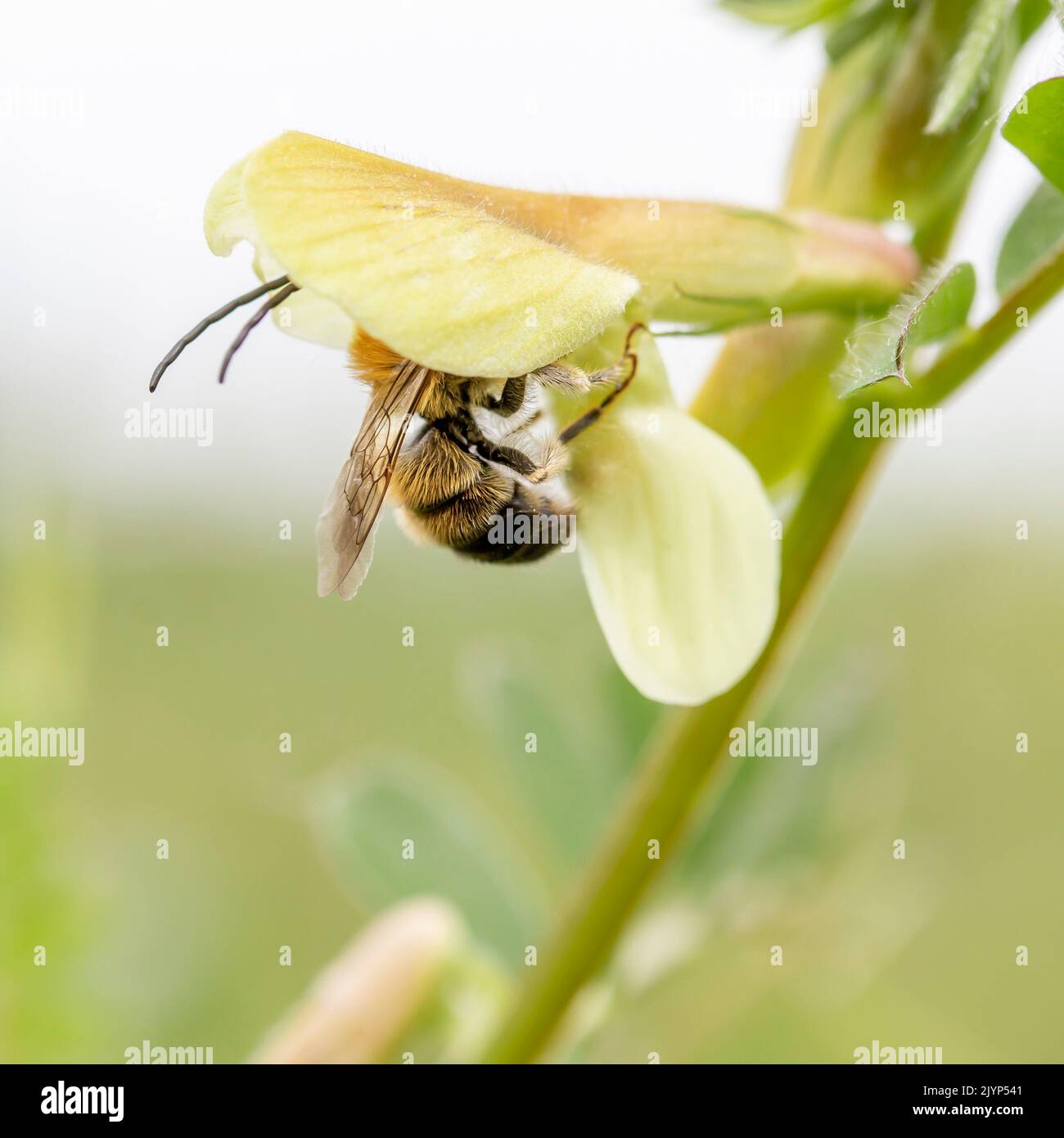 Long-horned bee (Eucera sp.) male foraging on Hairy yellow vetch (Vicia ...