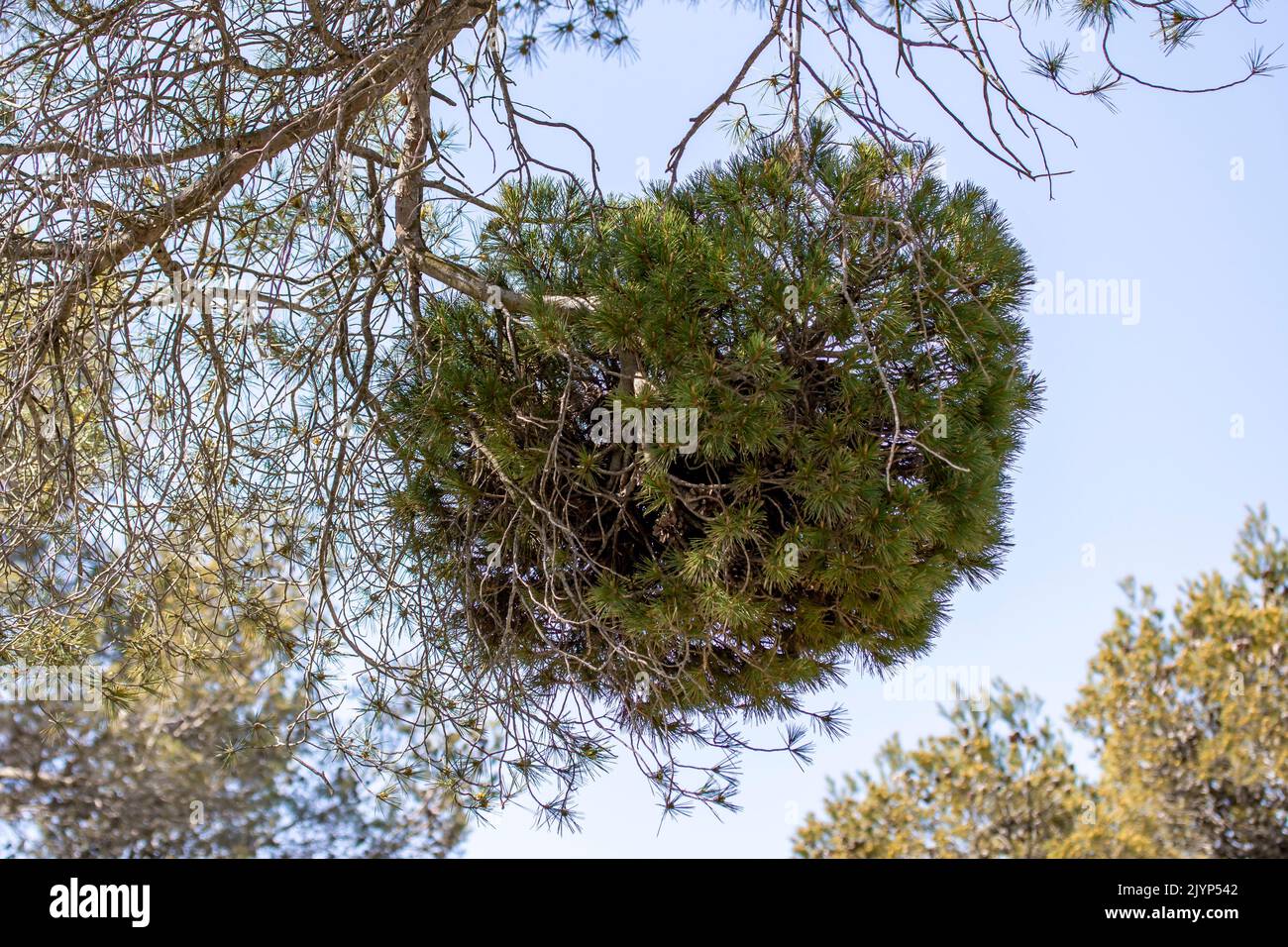 Witches broom on Aleppo pine (Pinus halepensis), Bouches-du-Rhone ...