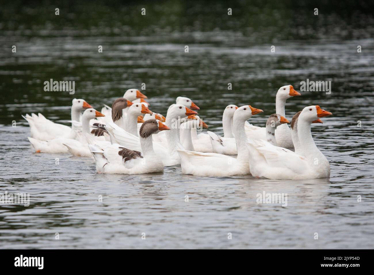a flock of geese on the river Stock Photo - Alamy