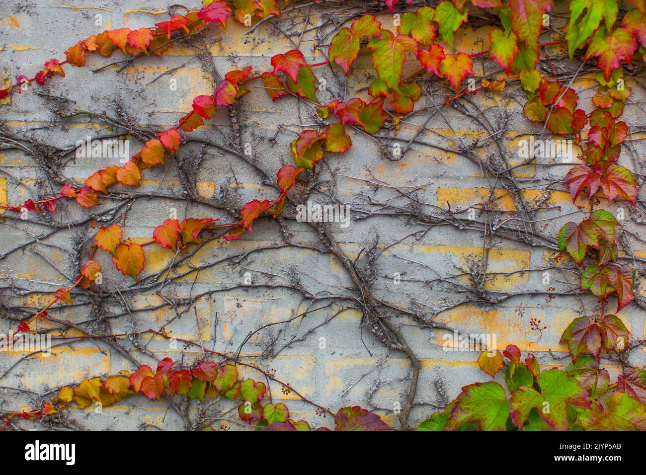 wall covered with beautiful colored ivy Stock Photo - Alamy