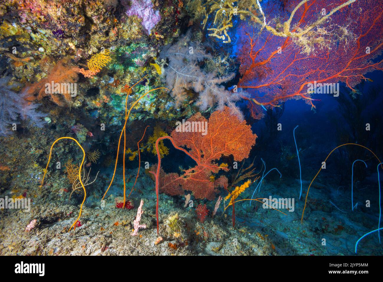 Reef scenery at a depth of 70 metres at the bottom of the S-shaped pass ...