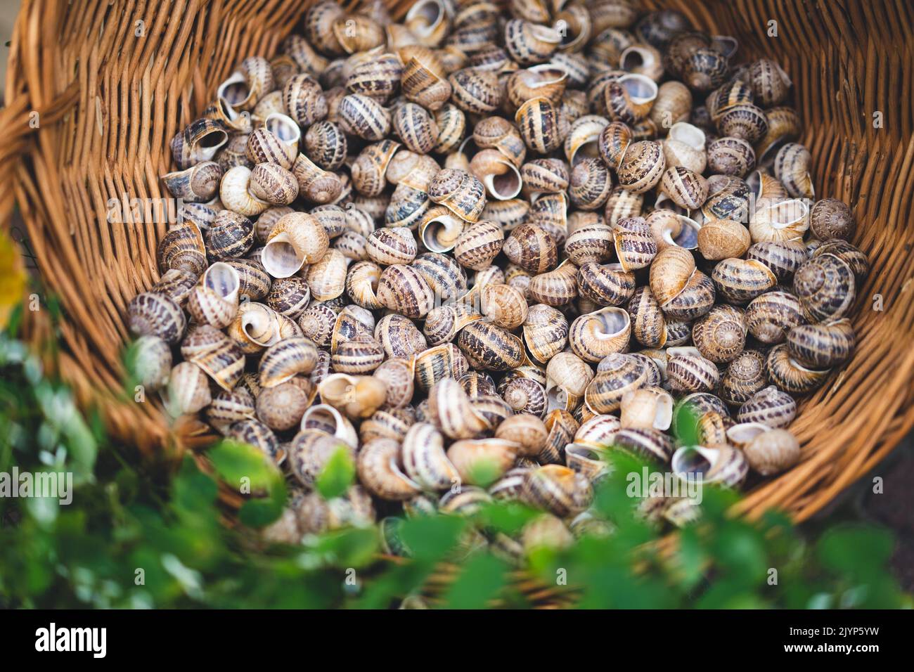 Edible snails hi-res stock photography and images - Alamy