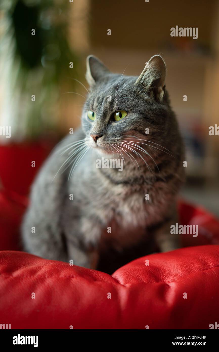 a beautiful cat sits on its soft seat Stock Photo - Alamy
