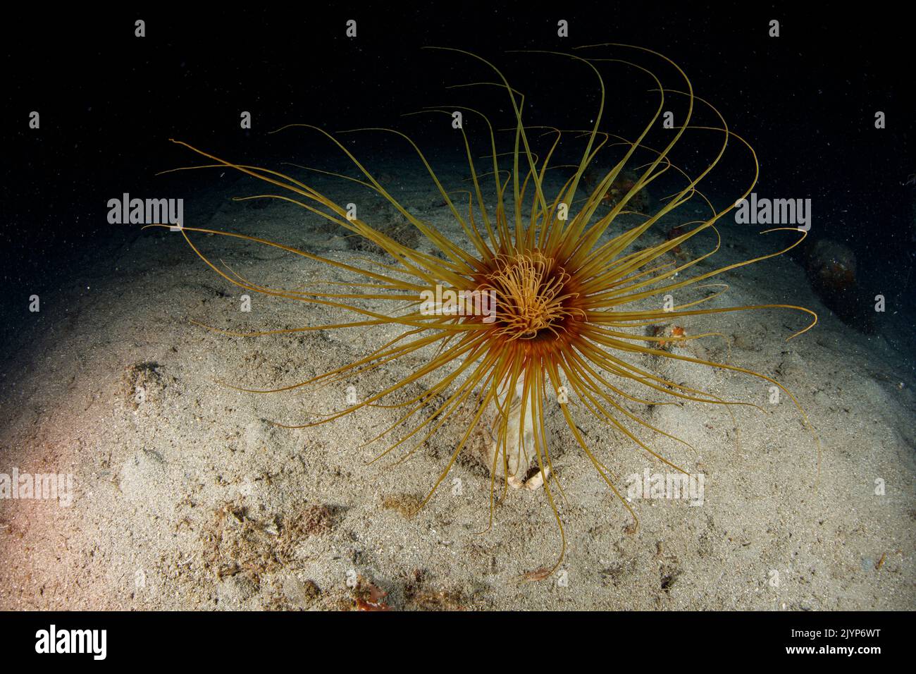 Tube or cylinder anemone (Cerianthus membranaceus) Marine Protected ...