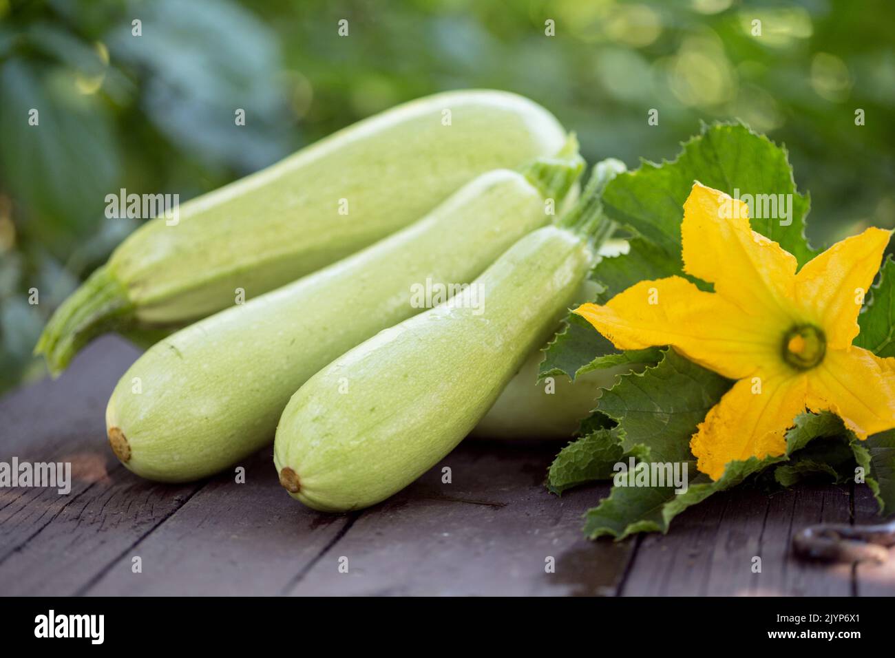 marrow on a wooden background at the garden Stock Photo - Alamy