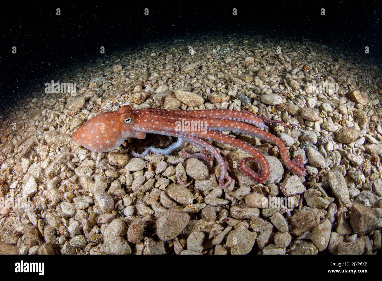 White-spotted octopus or grass octopus (Callistoctopus macropus) on a ...
