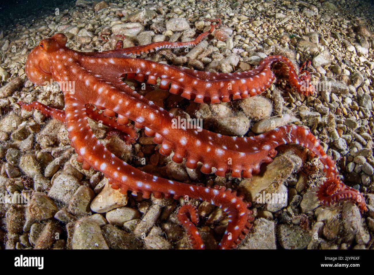 White-spotted octopus or grass octopus (Callistoctopus macropus) on a ...