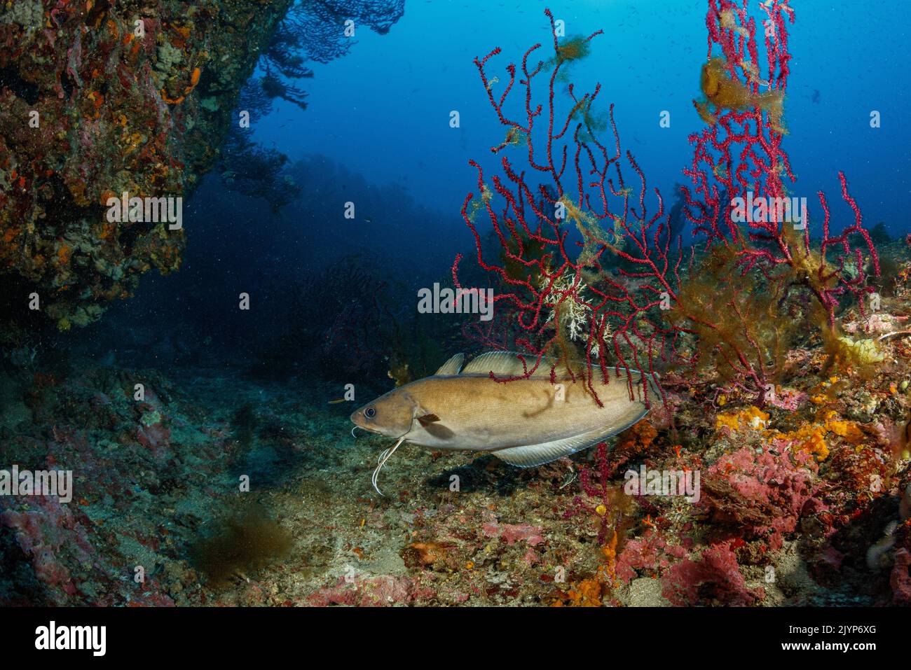 Forkbeard or musdea (Phycis phycis), Marine Protected area Punta ...