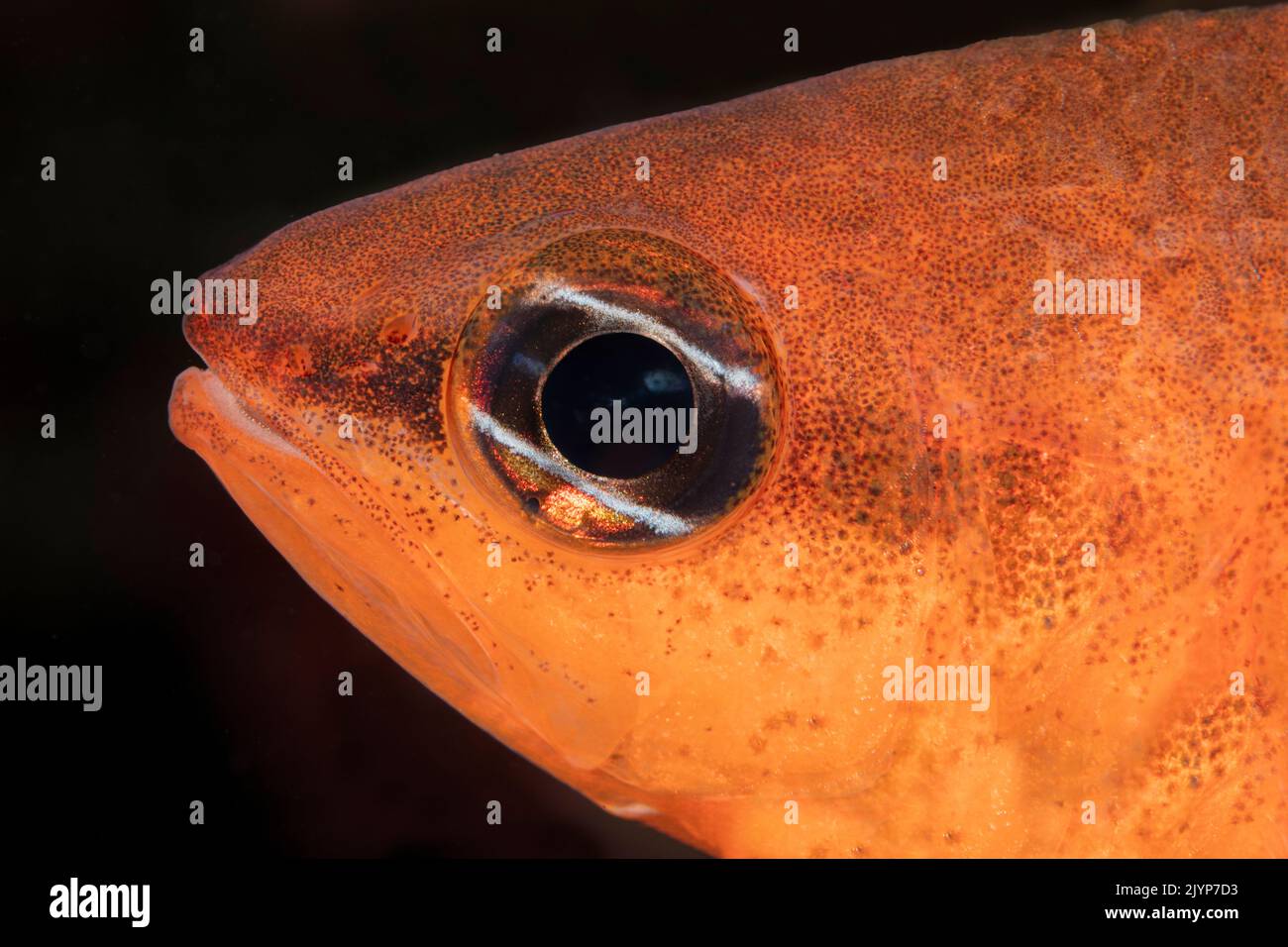 Portrait of Mediterranean cardinalfish (Apogon imberbis) Vervece rock ...