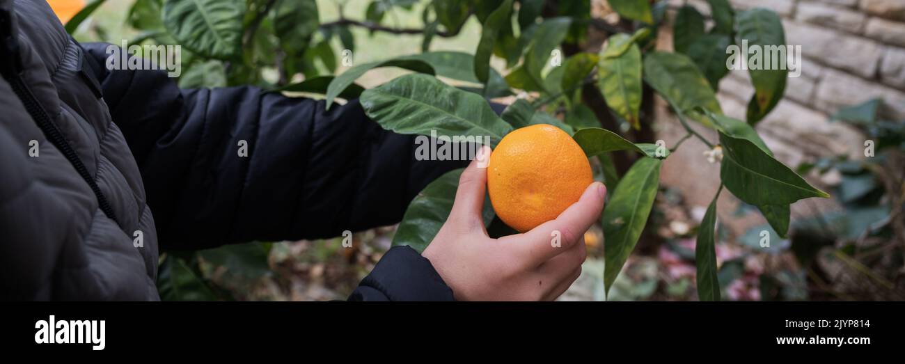 Wide view image of a child picking a ripe mandarin citrus fruit from a ...