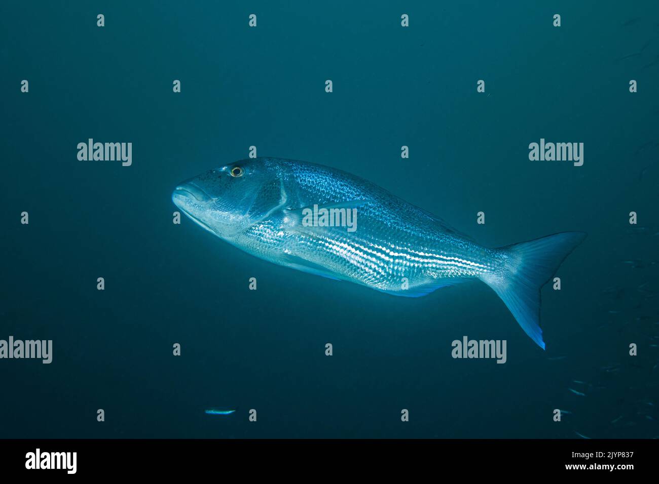 Common dentex (Dentex dentex) Banco di Santa Croce rock, Marine ...