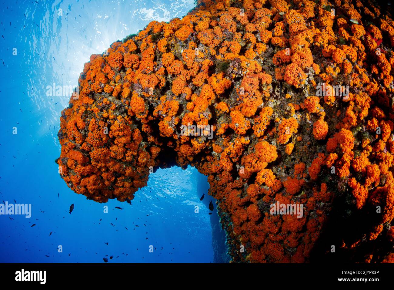 Rock covered with star coral (Astroides calycularis) Capri Island ...