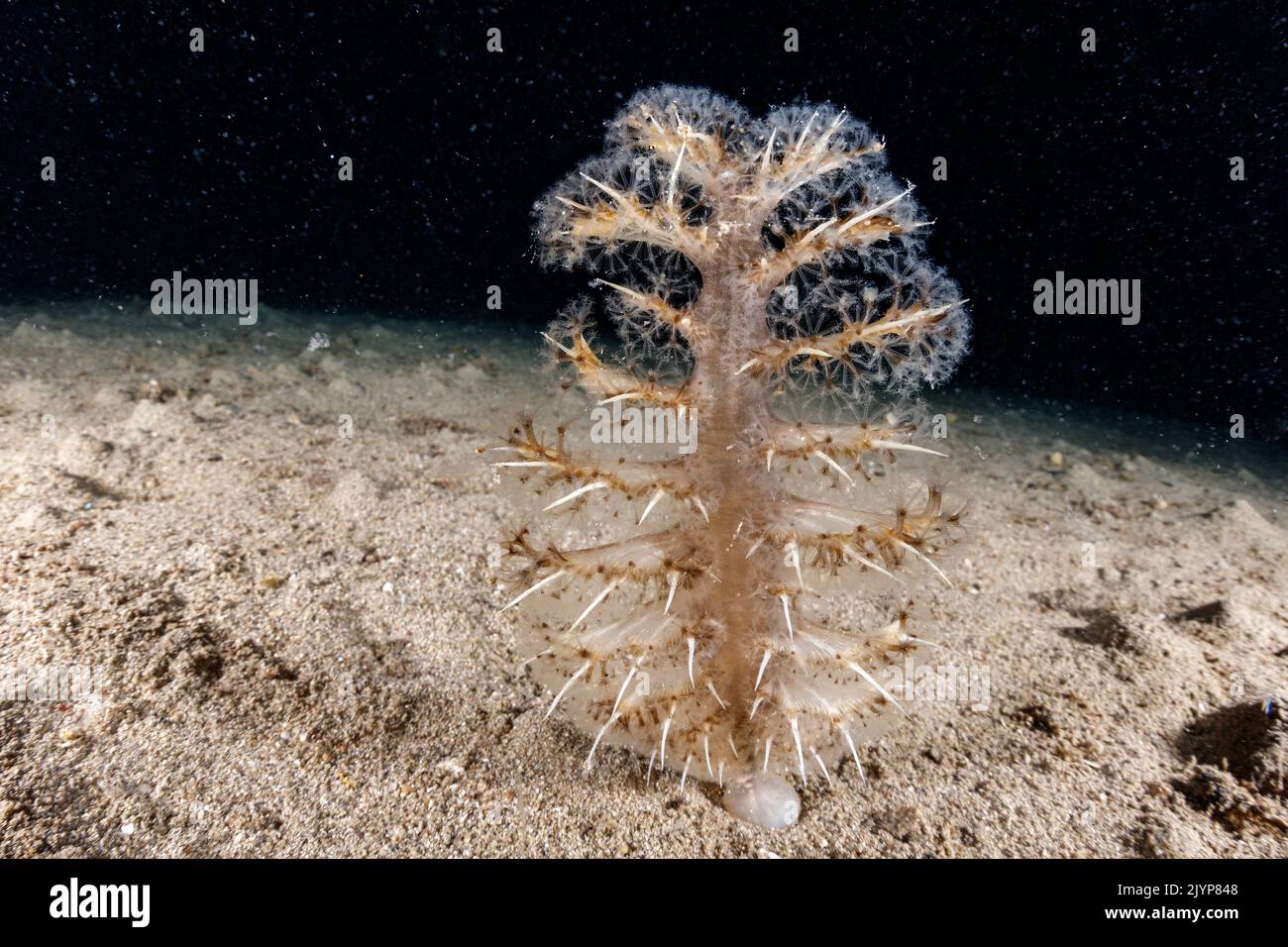 Spiny sea-pen (Pteroides griseum), Puolo Bay, Marine Protected area ...