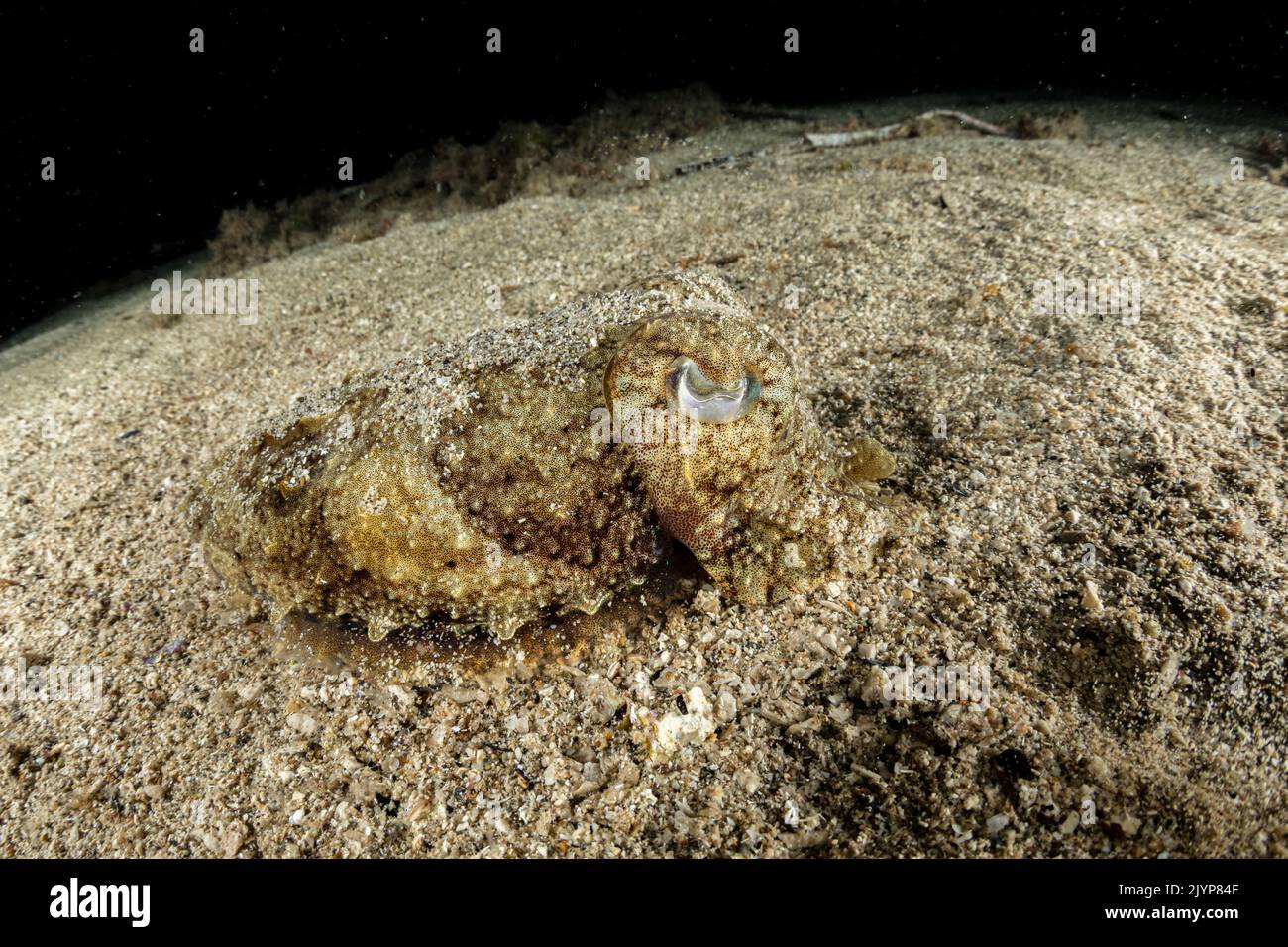 Common Cuttlefish, (Sepia officinalis), Puolo Bay, Marine Protected ...