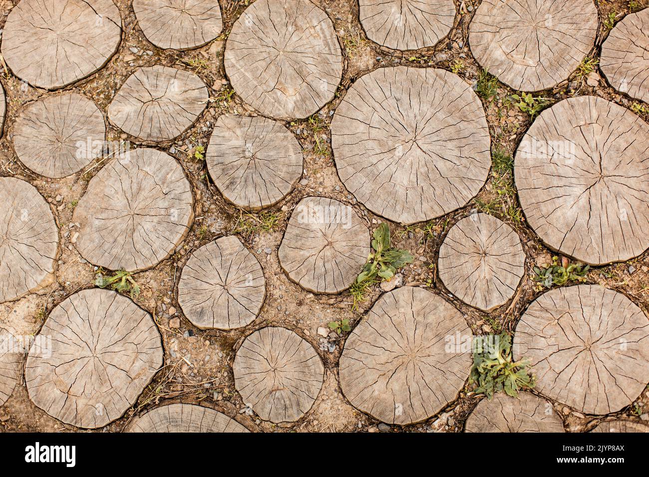 paved path with round sections of trees, texture Stock Photo - Alamy