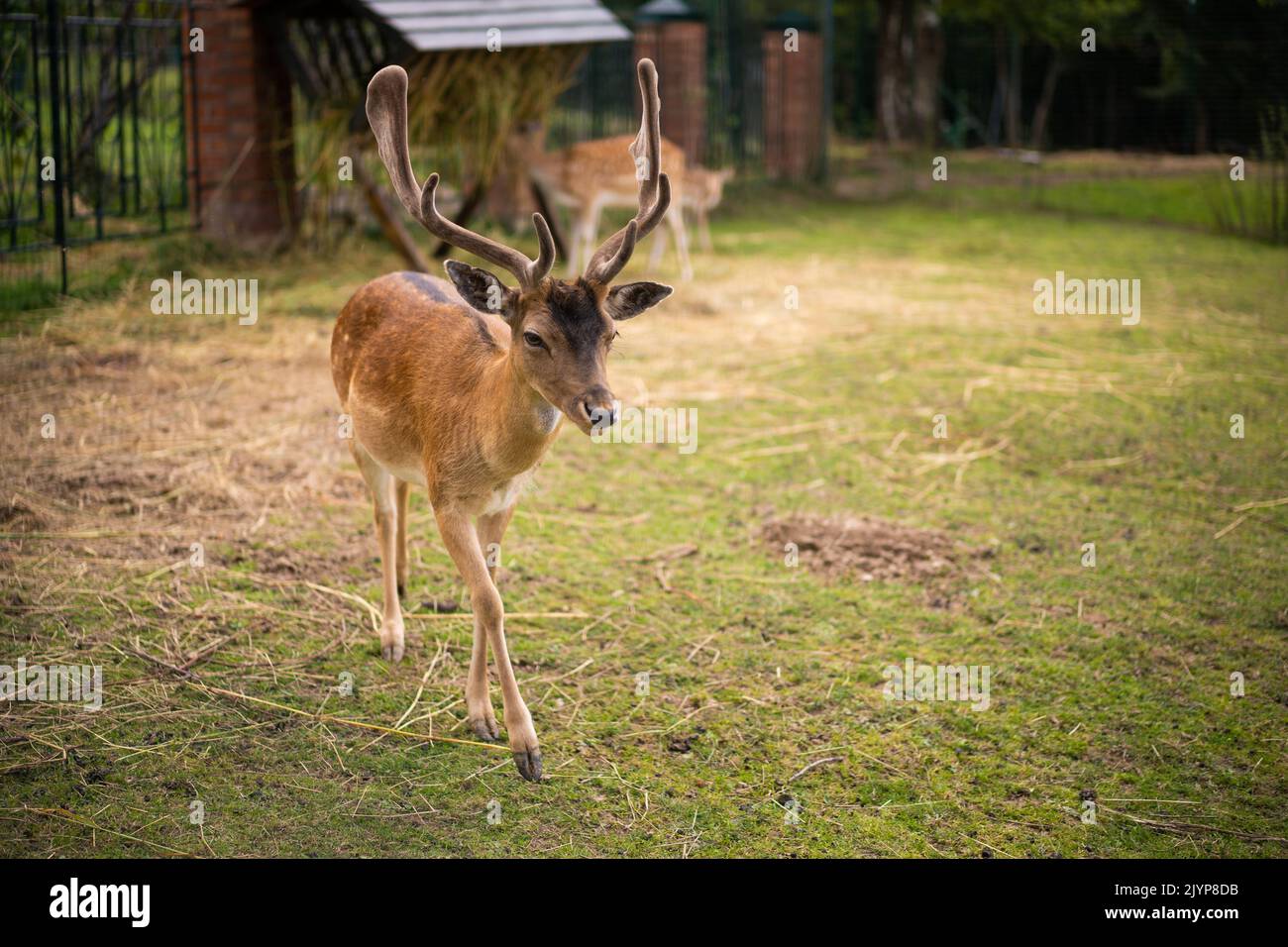 Little deer hi-res stock photography and images - Alamy
