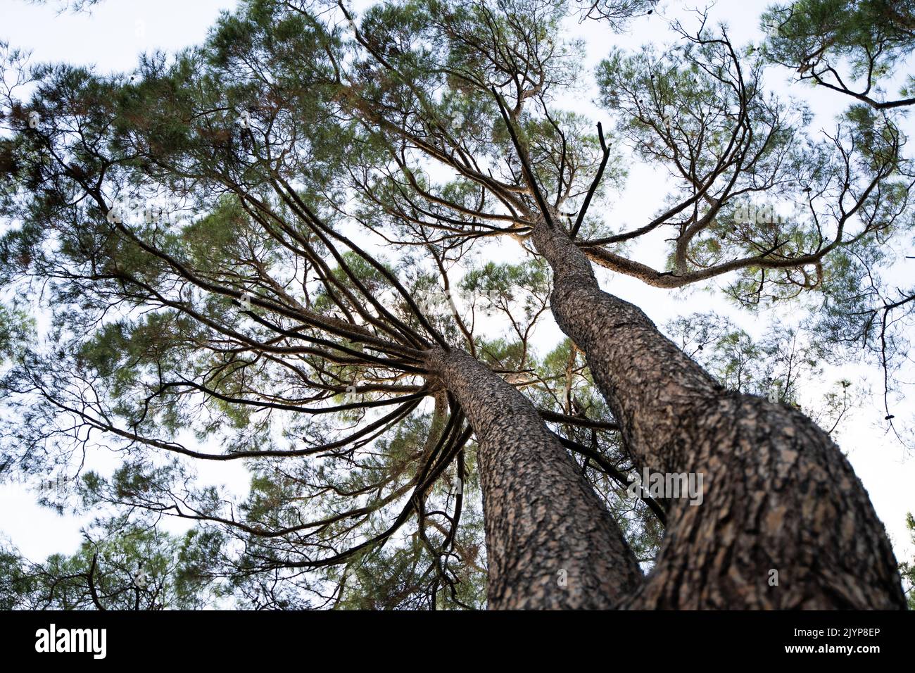 big trees in the forest Stock Photo - Alamy
