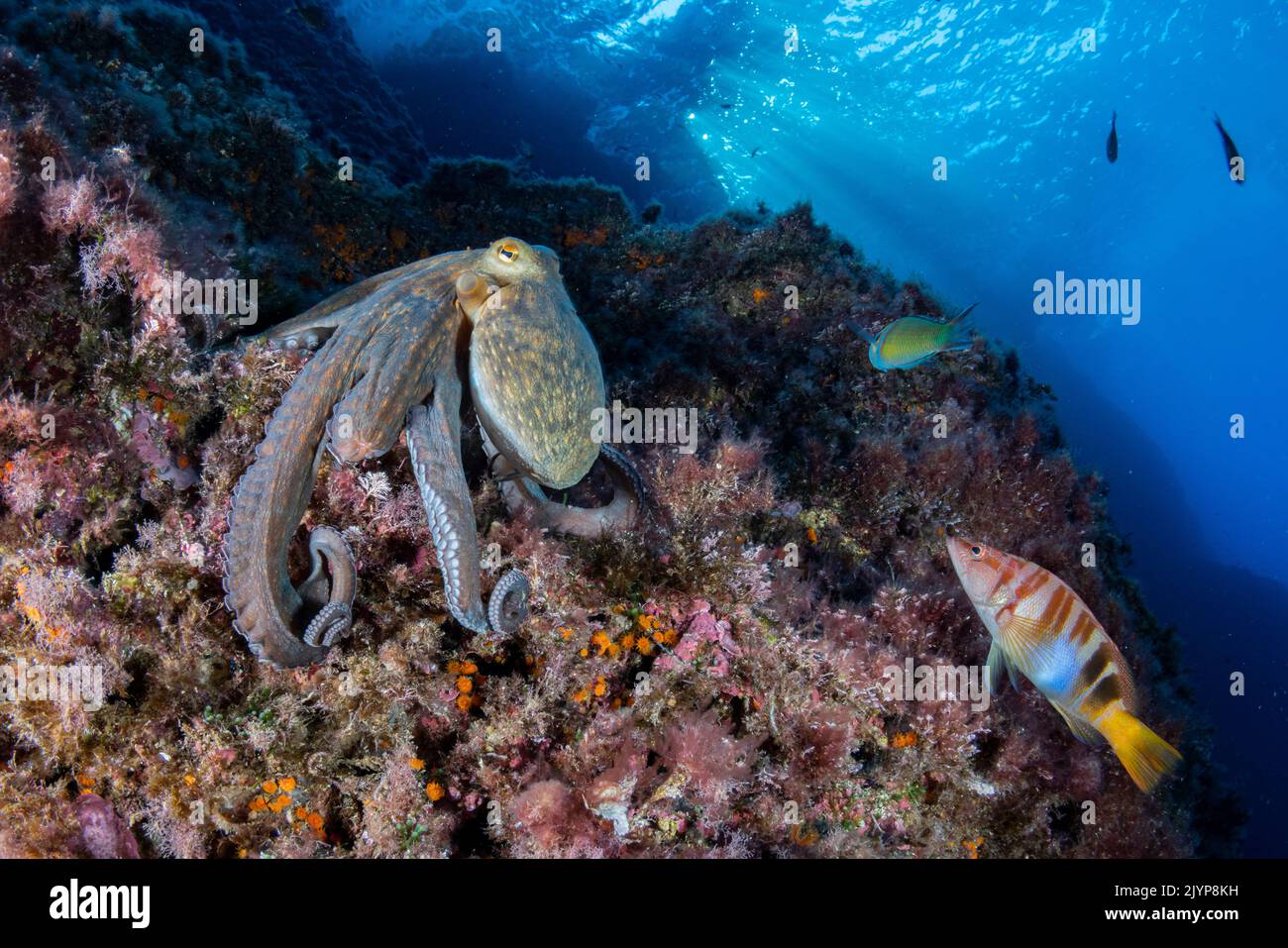 Common octopus (Octopus vulgaris), followed from painted comber ...