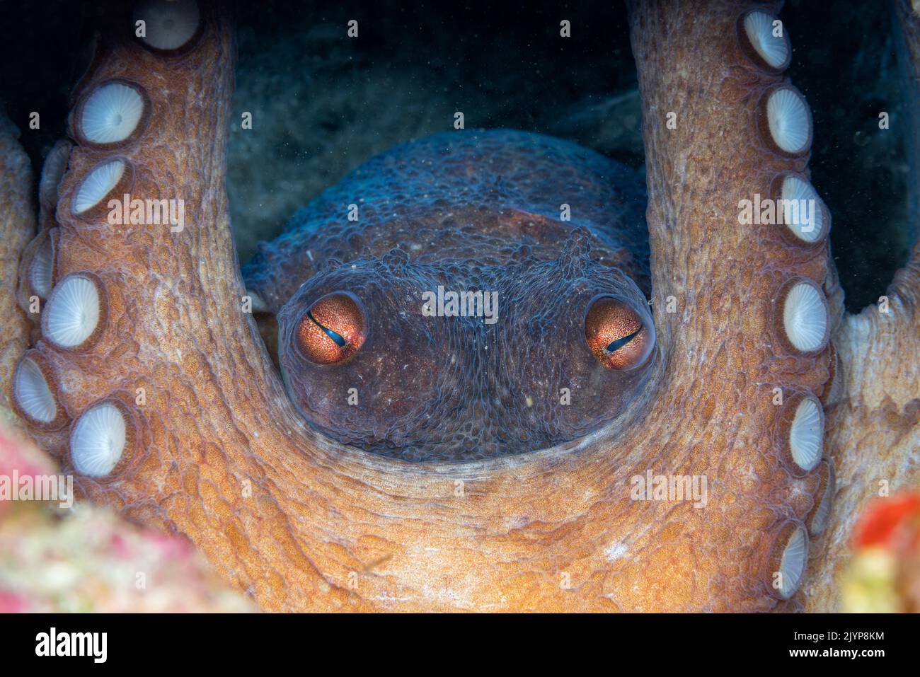 Common octopus (Octopus vulgaris) protecting eggs inside the den ...