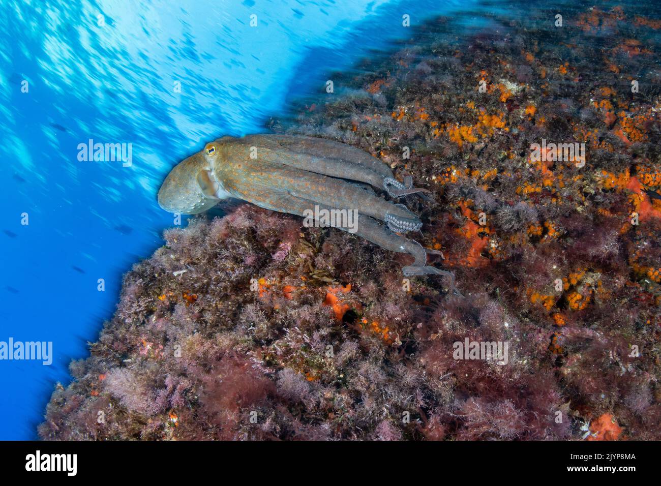 Common octopus (Octopus vulgaris), Marine Protected area Punta ...