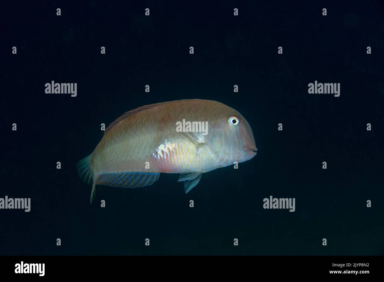 Pearly razorfish, (Xyrichtys novacula) female, Marine Protected area ...