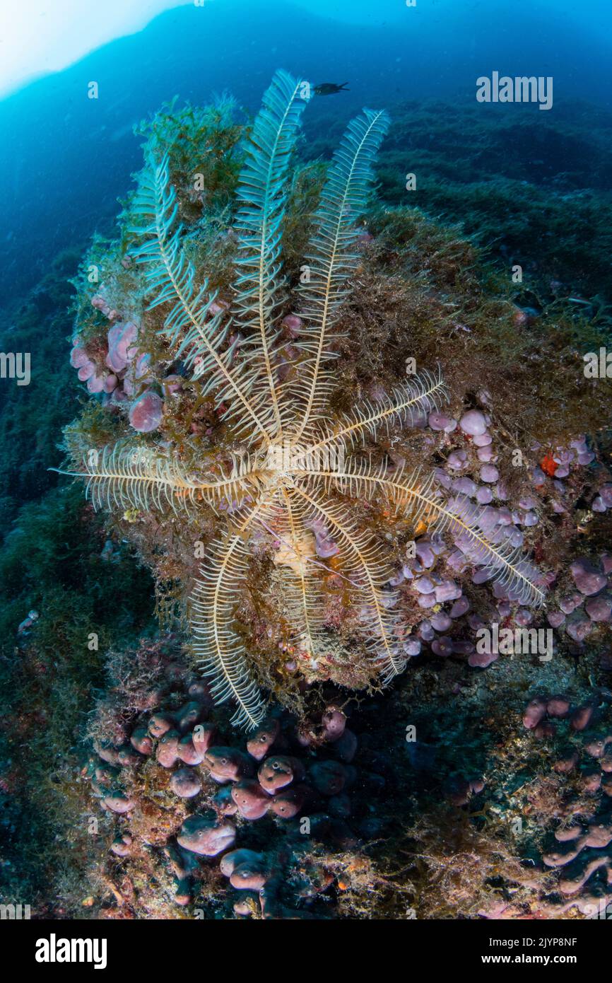 Crinoid or feather star, (Antedon mediterranea) on a rock, Marine ...
