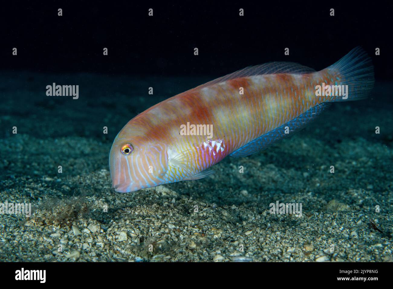 Pearly razorfish, (Xyrichtys novacula) female, Marine Protected area ...