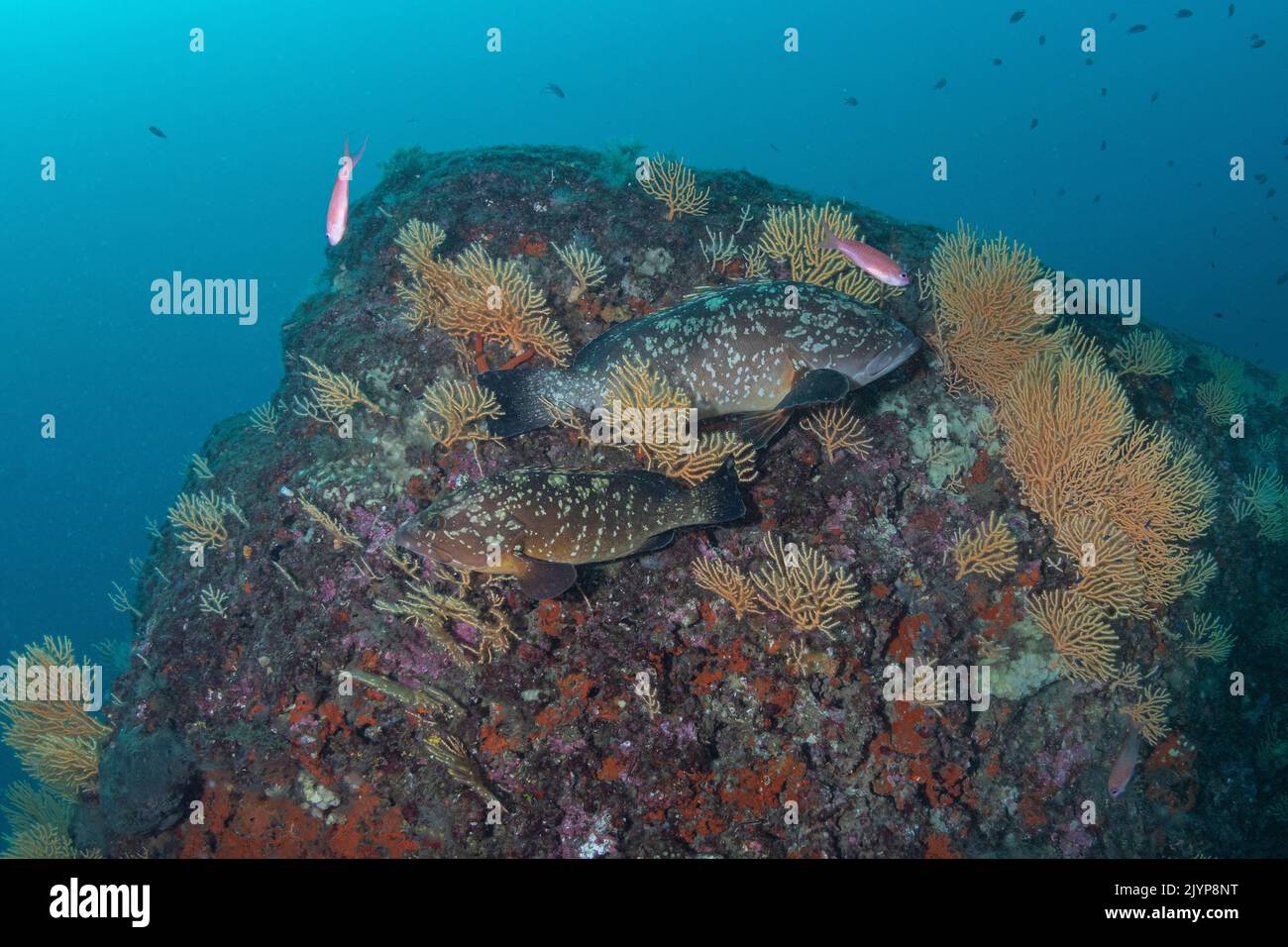 Two Black Grouper, Mediterranean Grouper (Epinephelus marginatus ...