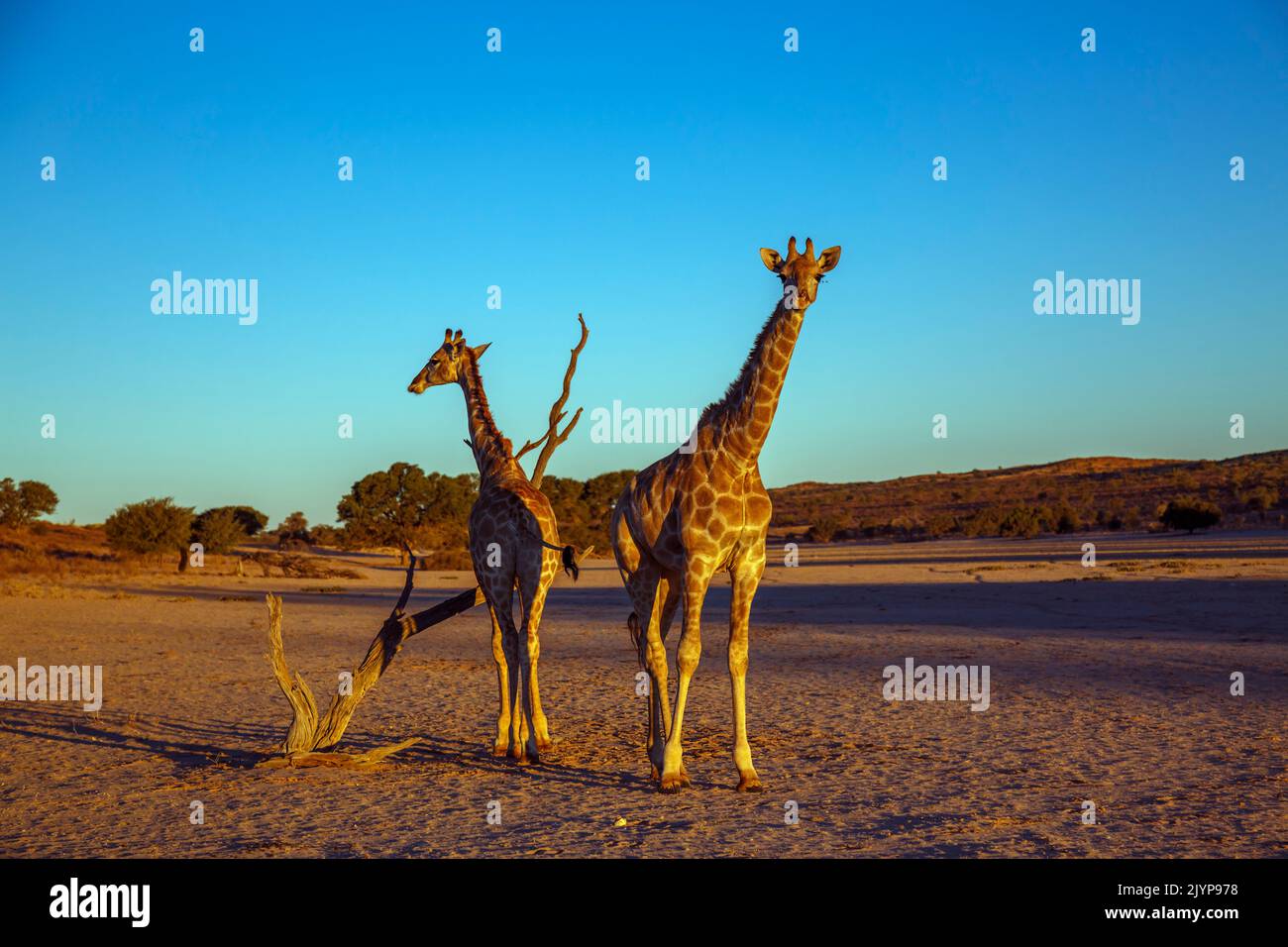 Kalahari desert habitat hi-res stock photography and images - Alamy
