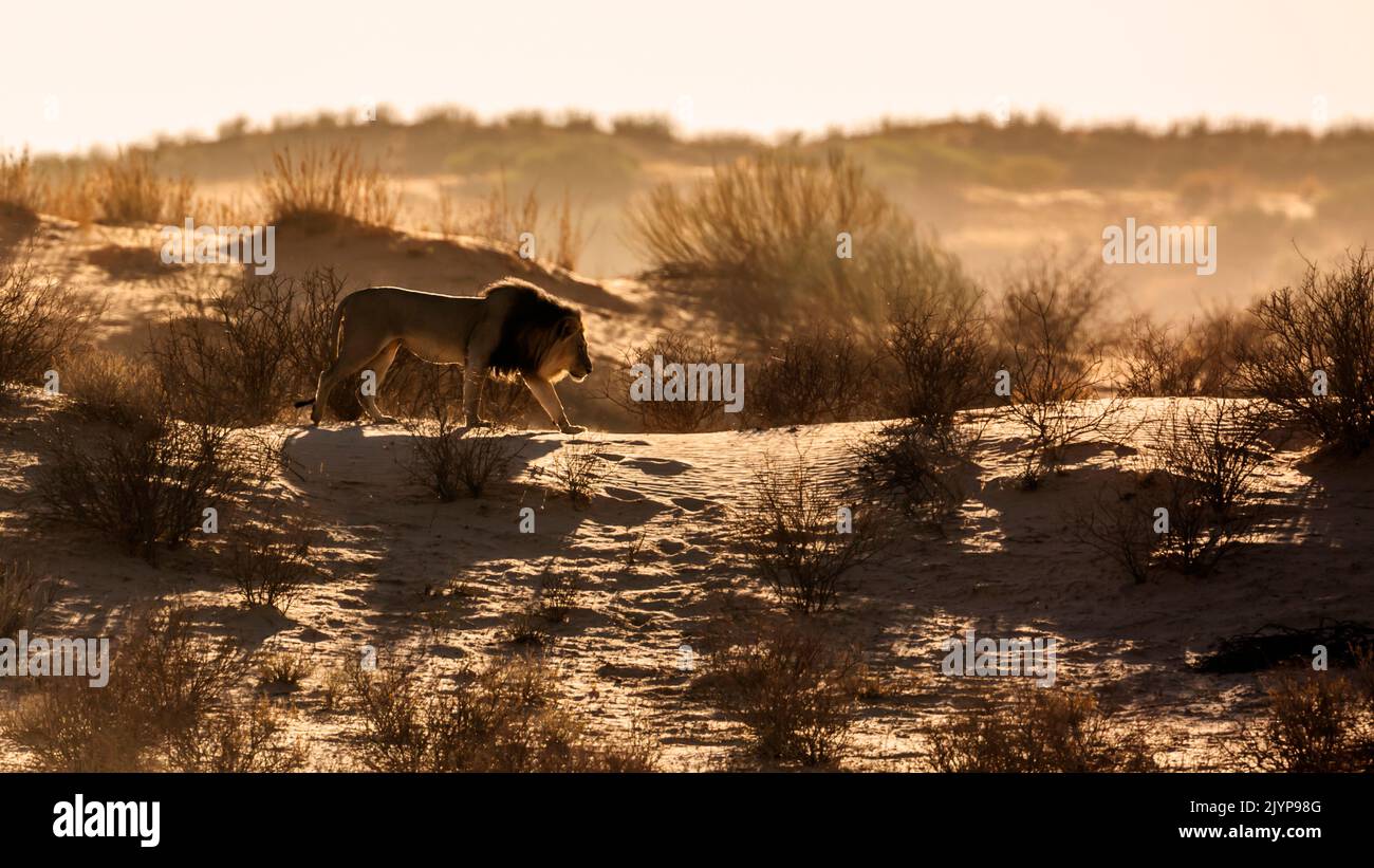 African lion (Panthera leo) male walking in sand dune at sunrise in ...