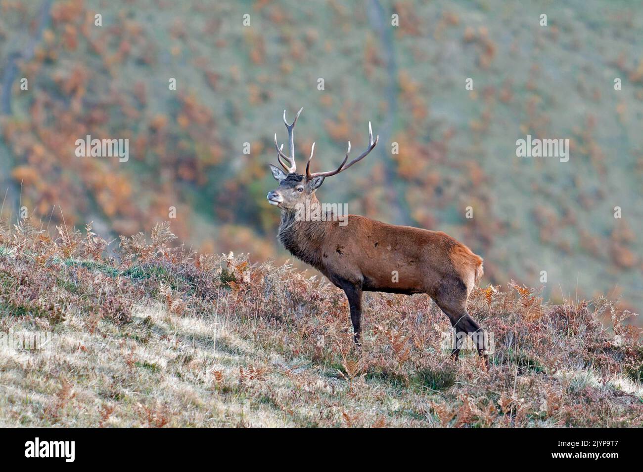 Red deer (Cervus elaphus), young stag in a bellowing place, Hautes ...