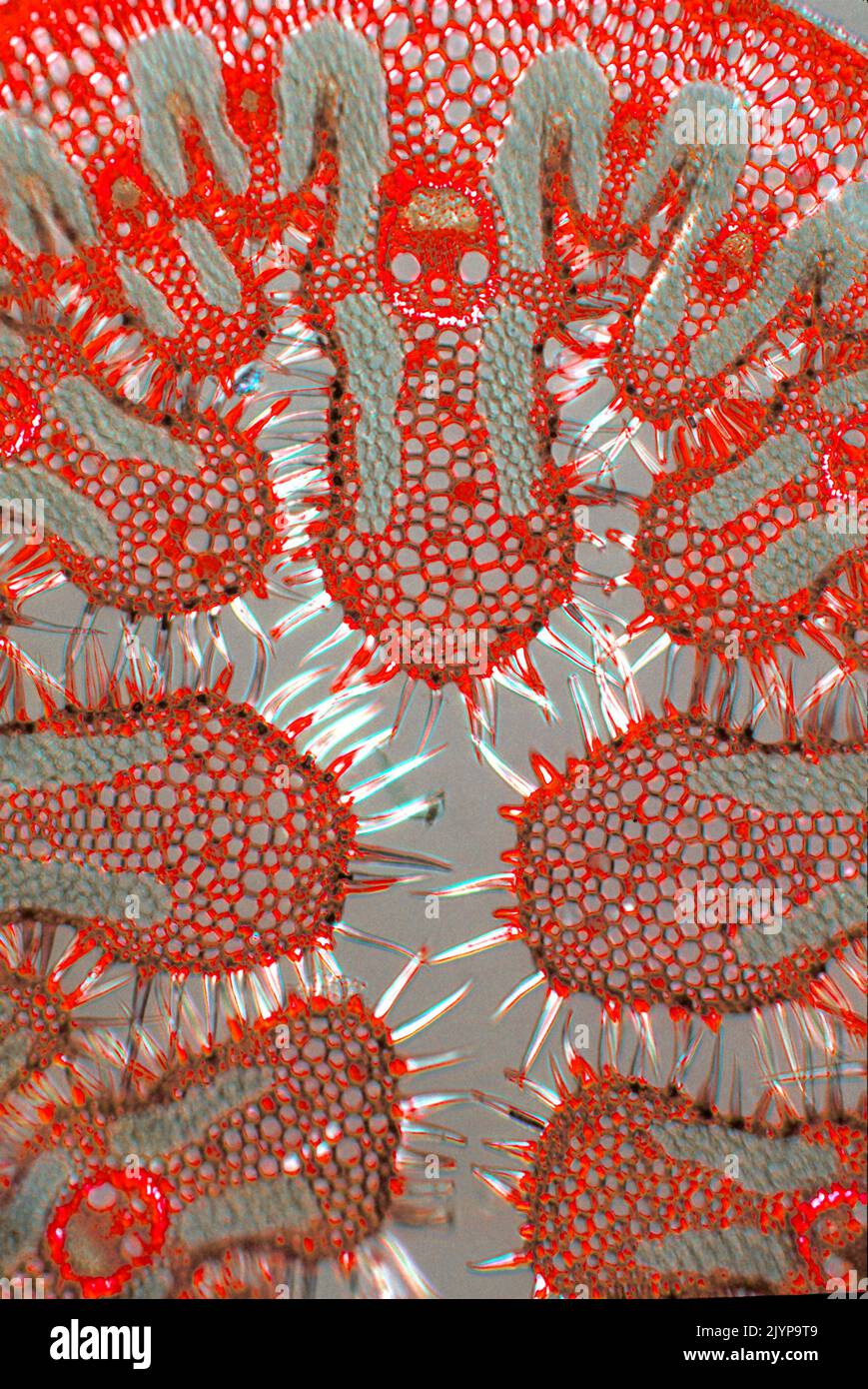 Section of an beachgrass' leaf. A dye was used to show the structure of ...