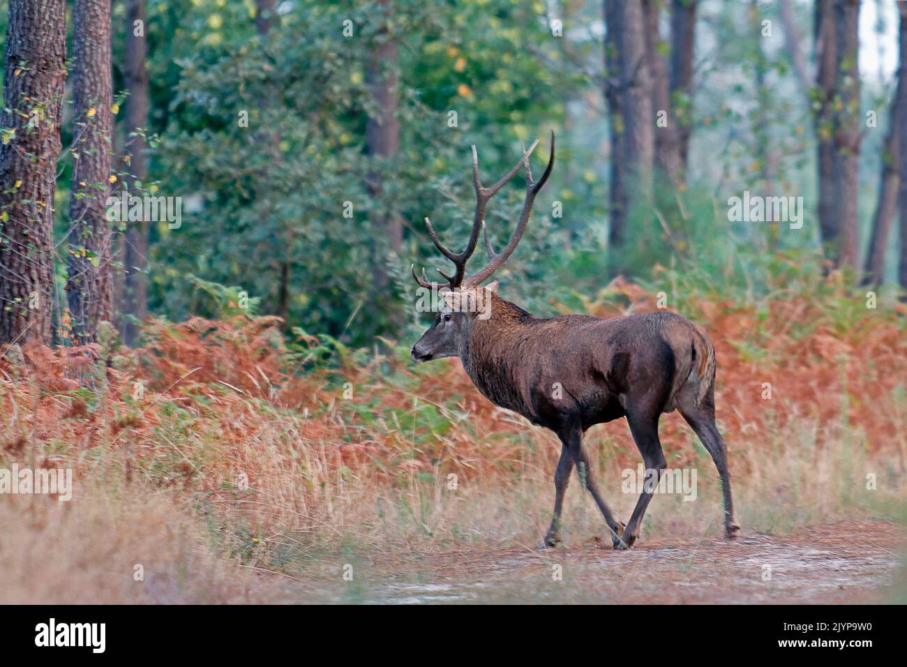 Red deer (Cervus elaphus) crossing a forest path, Landes, France Stock ...