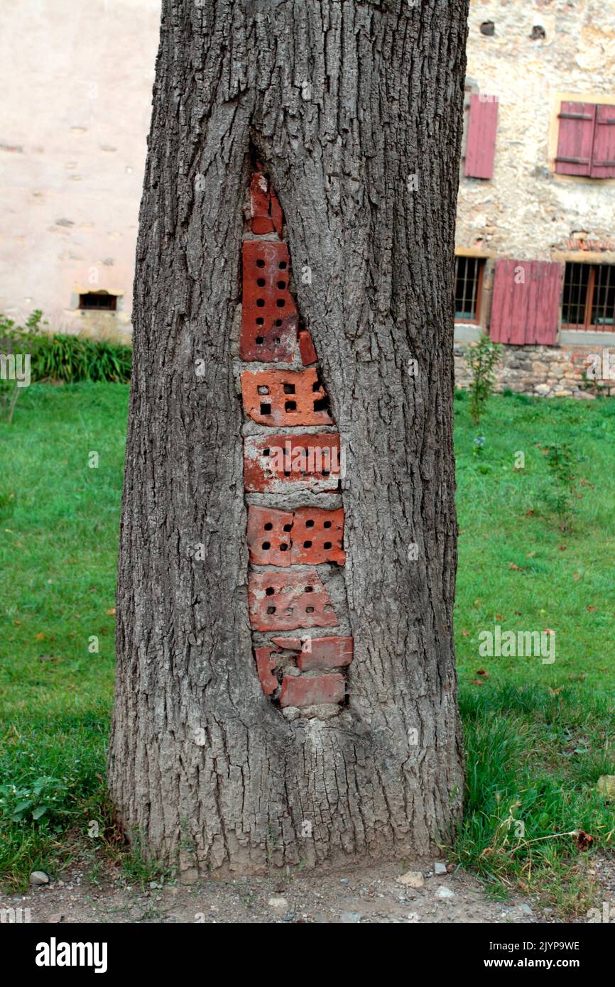 Hollow tree trunk filled with bricks, France Stock Photo - Alamy