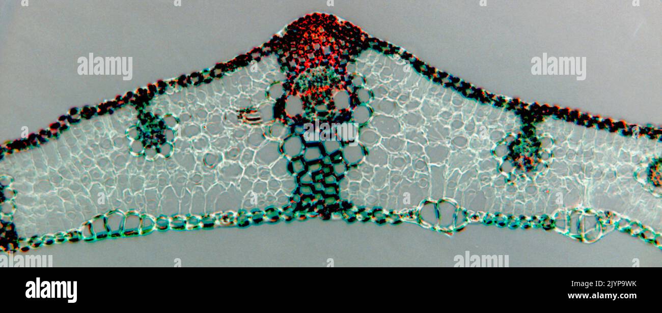 Cross-section of a Wheat leaf. Dyes were used to distinguish the ...