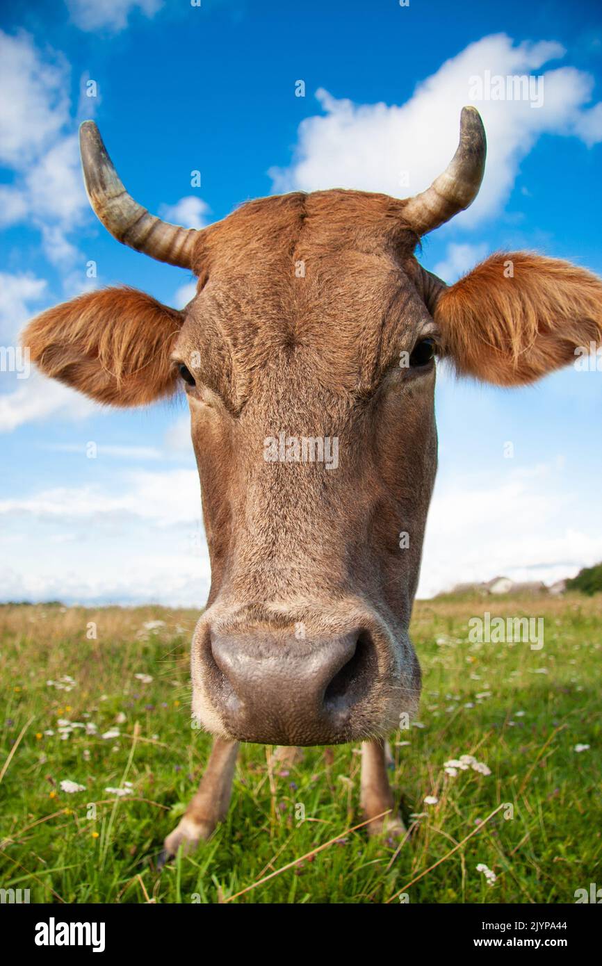 Crazy looking cow hi-res stock photography and images - Alamy