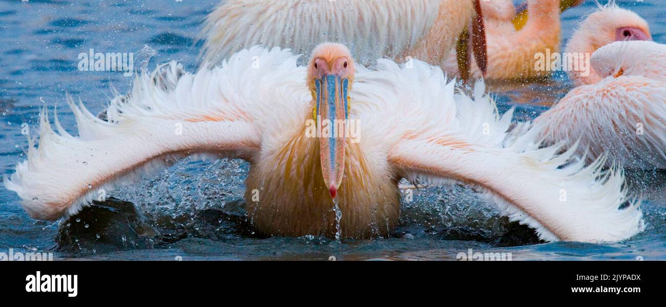 Great White Pelican (Pelecanus onocrotalus) is swimming in the water in ...
