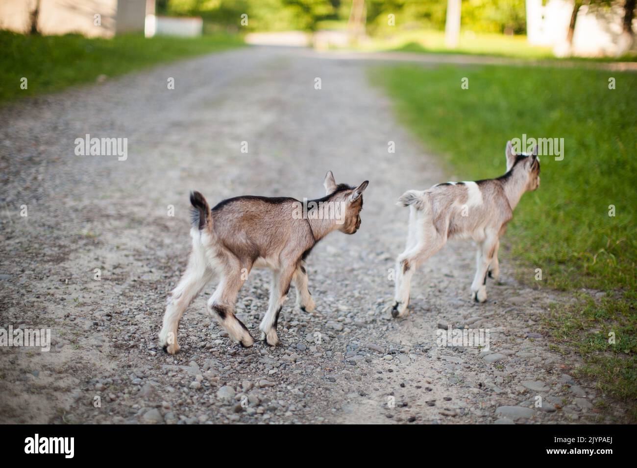 Little goats hi-res stock photography and images - Alamy