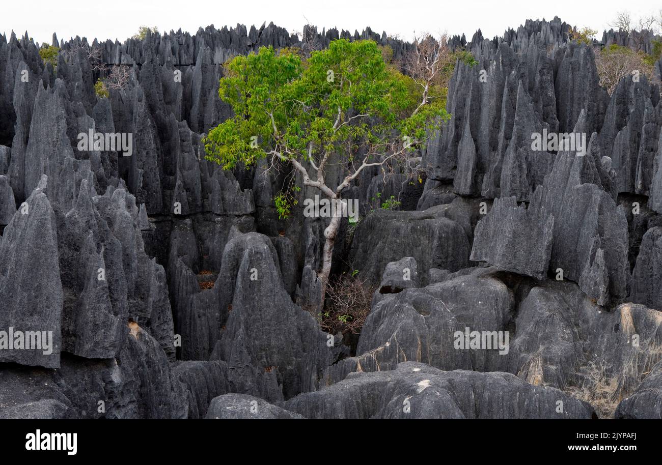 Tsingy de Bemaraha. Typical landscape with tree. Madagascar Stock Photo ...