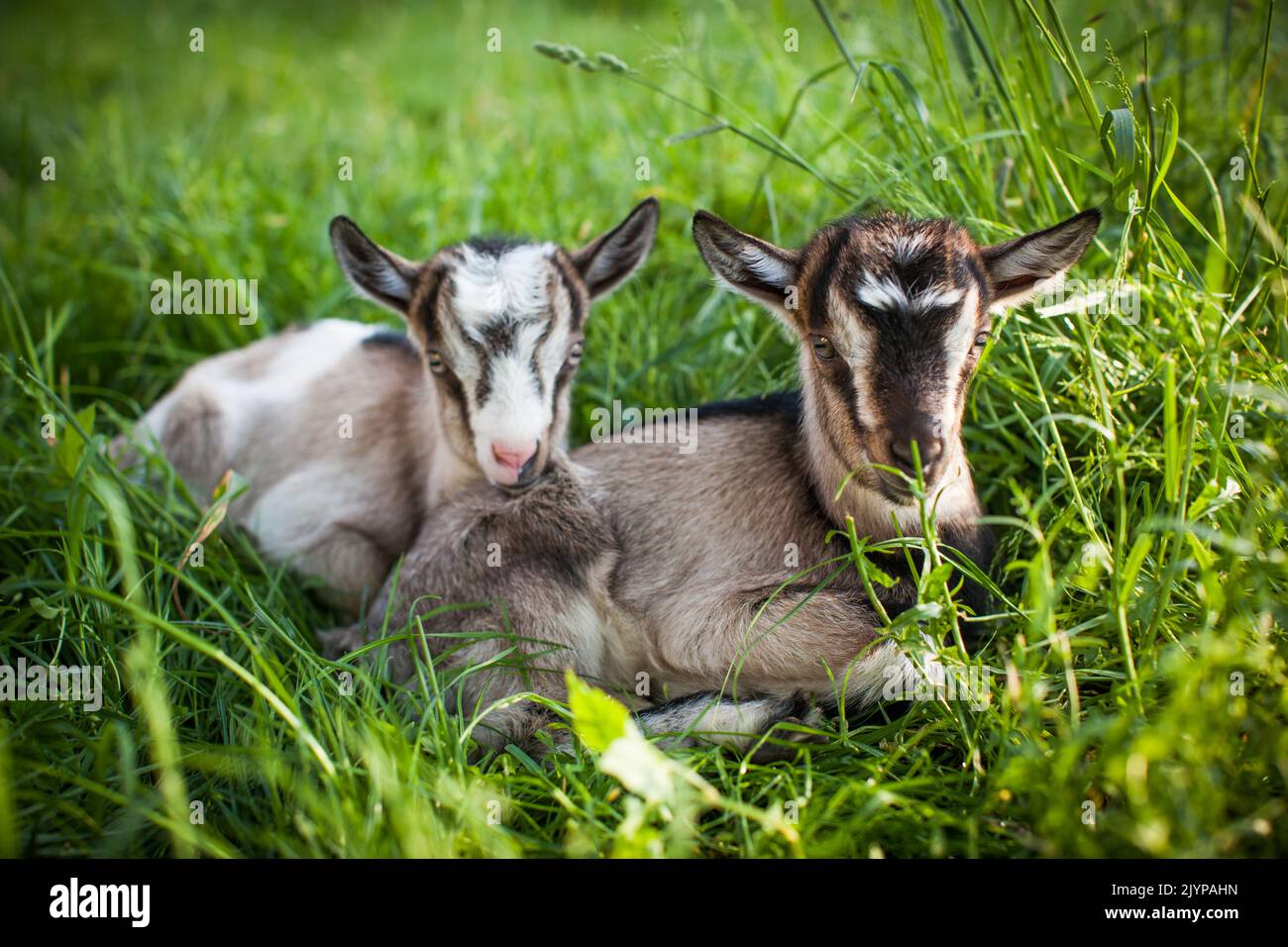 A beautiful photo of two little goats that lie together in grass Stock ...