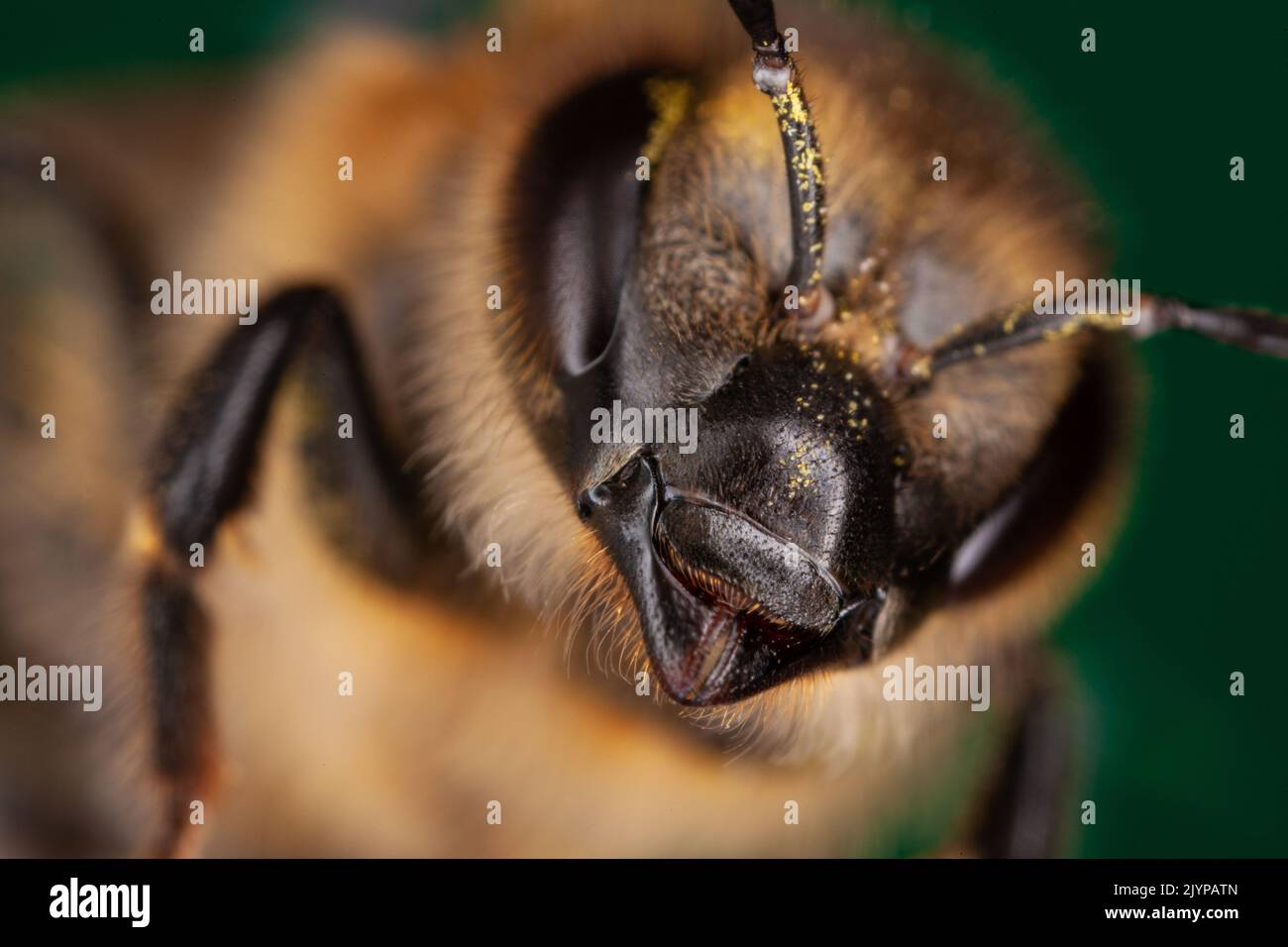 Bumble bee extreme close up hi-res stock photography and images - Alamy
