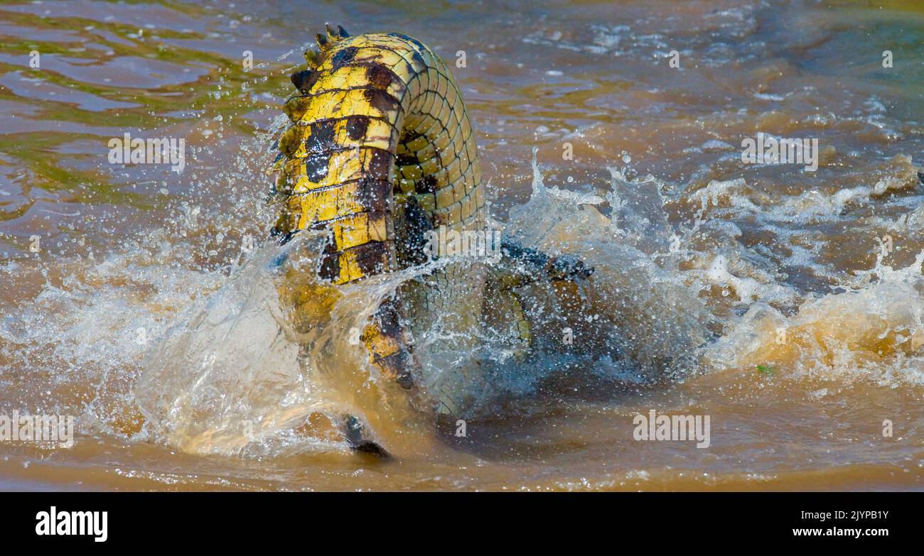 Tail of the Nile crocodile (Crocodylus niloticus) at the time of the ...