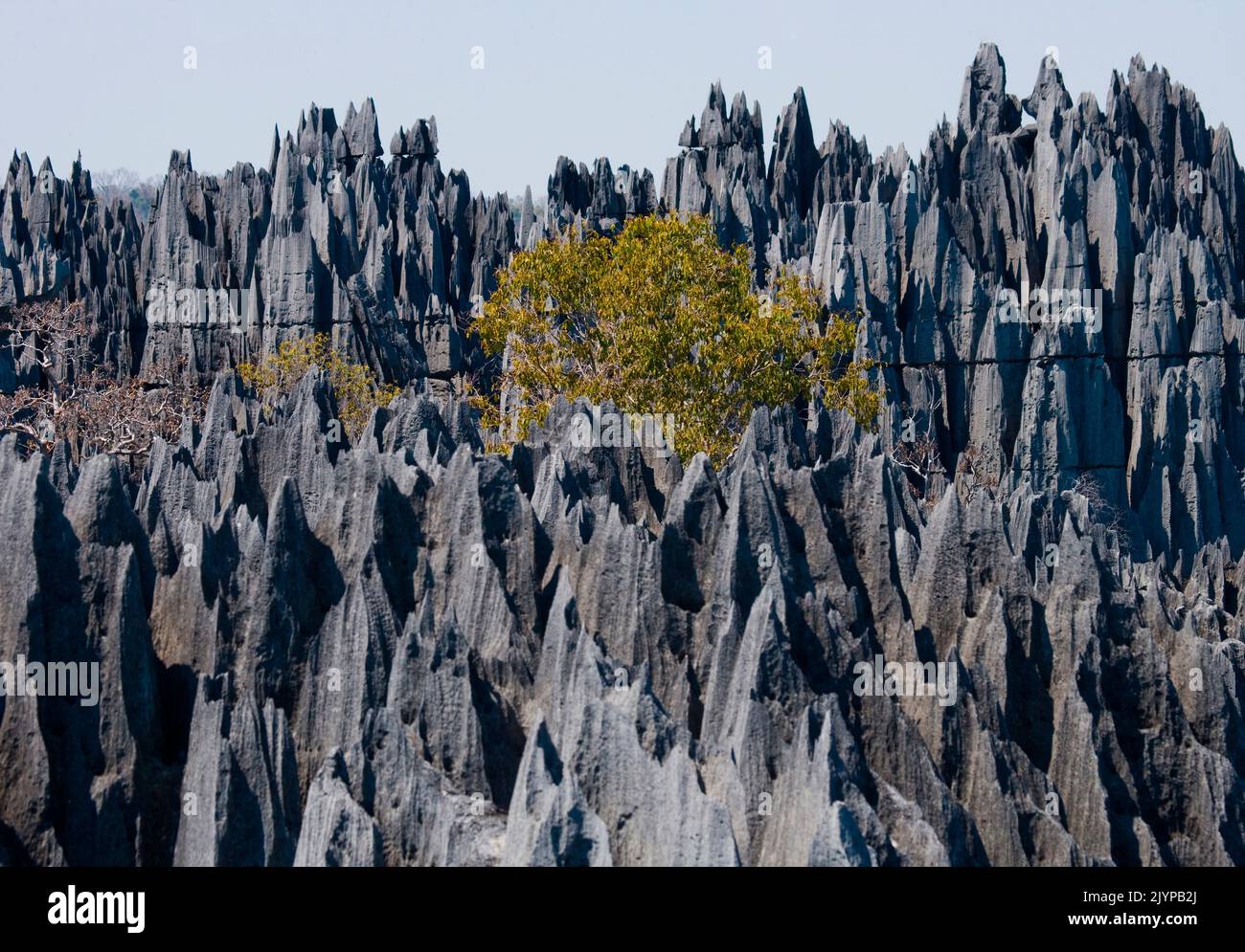 Tsingy de Bemaraha. Typical landscape with tree. Madagascar Stock Photo ...