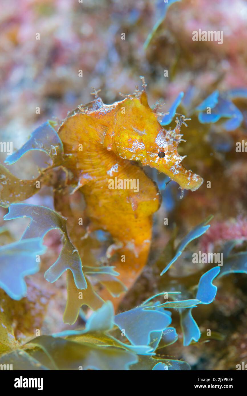 Sea-horse (Hippocampus hippocampus . Fish of the Canary Islands ...